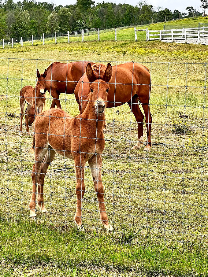 The welcoming committee has assembled. These curious donkeys are the unofficial greeters of Ohio's backroads—no appointment necessary.