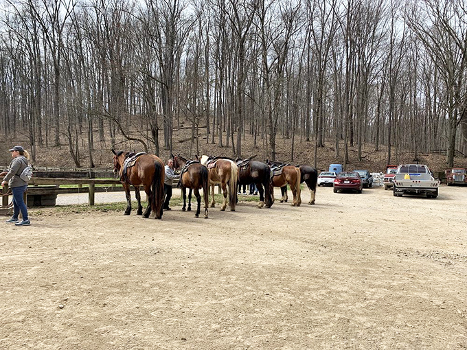 These gentle giants offer a different perspective on trail exploration – four hooves and a mane might be the ultimate park upgrade.