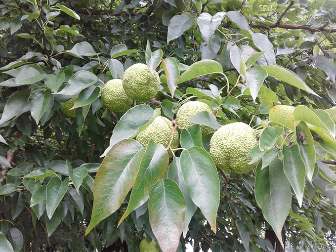 The Osage orange fruit—nature's own strange sculpture—complements the man-made corn in this uniquely Midwestern artistic ecosystem.