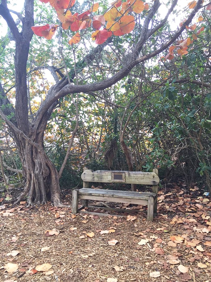 This weathered bench under sea grape trees offers a moment of quiet contemplation—nature's version of a meditation app.