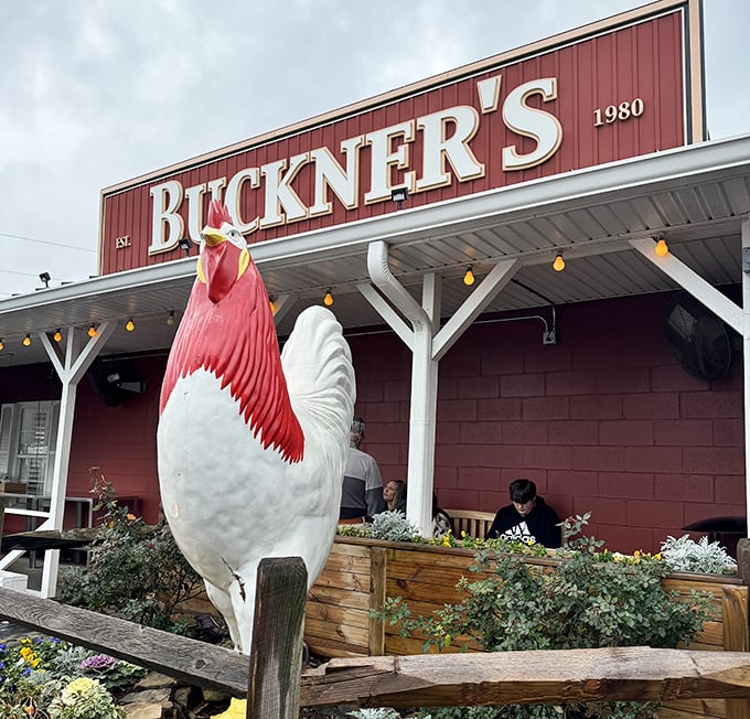 The iconic rooster stands guard outside, silently judging those who leave without trying the fried chicken. He knows what you did—or didn't do.