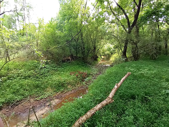 Hidden creeks meander through verdant woods, offering secret spots for contemplation—nature's therapy session without the hourly rate.