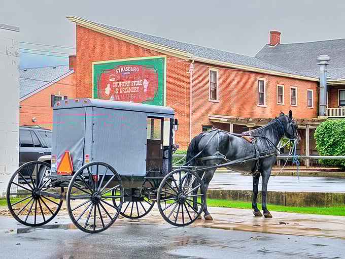 Horse-drawn buggies navigate Strasburg's streets like gentle time machines, carrying passengers back to simpler days.