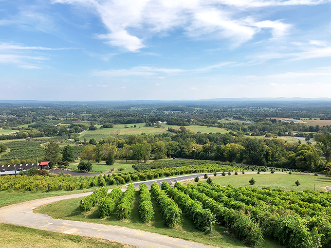 Those Blue Ridge Mountain views aren't just a backdrop – they're practically part of the tasting menu at Bluemont Vineyard.