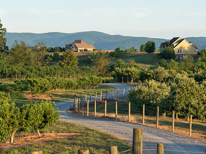 Ellijay's rolling orchards and vineyards create a patchwork quilt of countryside beauty. Nature's version of "location, location, location!"