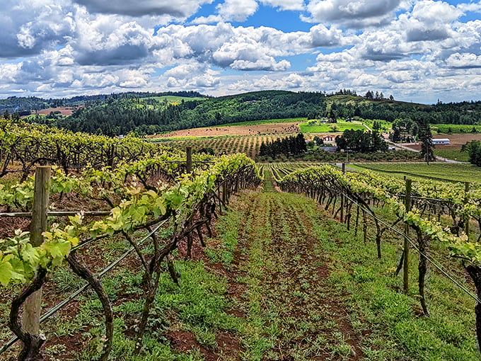 Rolling vineyard hills stretch endlessly like green corduroy, promising bottles of pure Oregon sunshine.