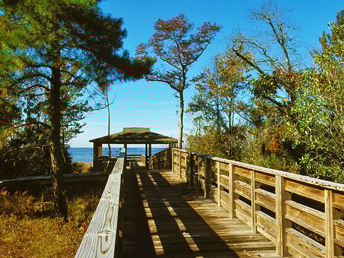 This boardwalk doesn't lead to funnel cakes and carnival games, but something infinitely better—a front-row seat to nature's quiet masterpiece.