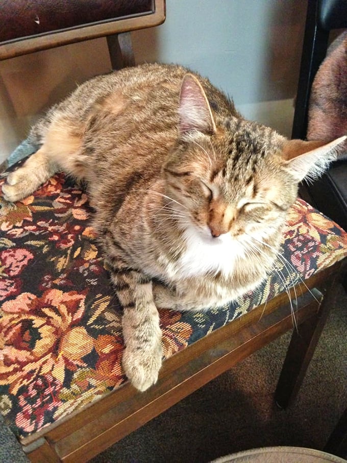The ultimate quality control expert at work! This furry supervisor ensures all furniture meets strict napping standards before customer approval.