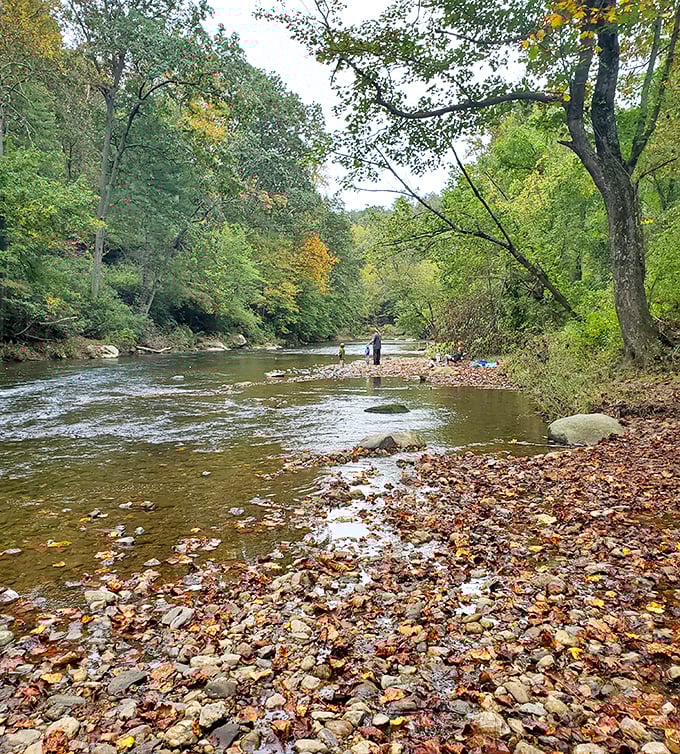 Autumn's paintbrush transforms Deer Creek into a scene straight from a Thoreau daydream. Those fallen leaves aren't litter—they're nature's confetti.