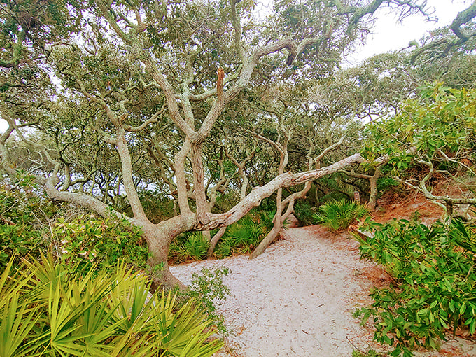 Nature's sculpture garden: These twisted oak sentinels have weathered countless hurricanes, standing guard over sandy trails like wise elders who've seen it all but tell no tales.