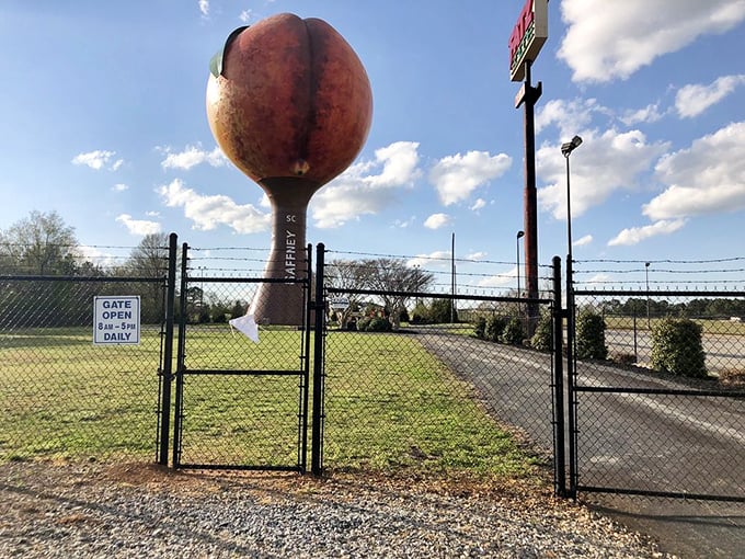 "Gate open 1-5 PM daily" – the modest entrance belies the fruity magnificence waiting just beyond the chain-link fence.