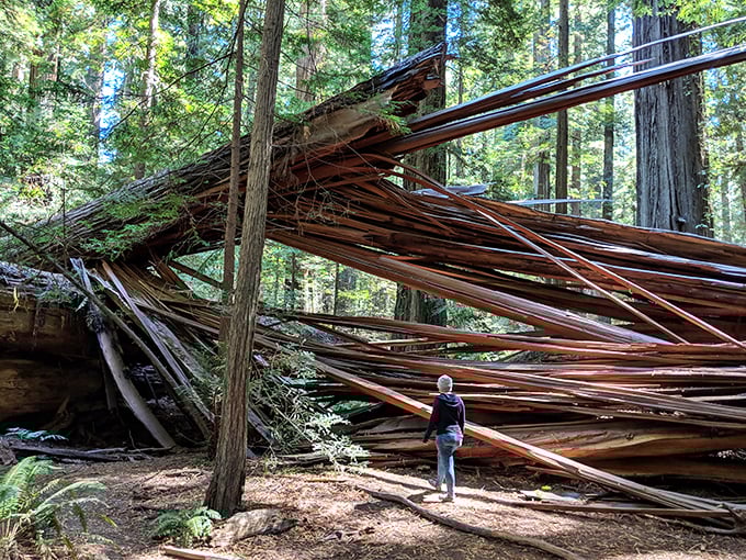 Mother Nature's humbling reminder of mortality. Even giants fall eventually, creating spectacular wooden sculptures only centuries can craft.