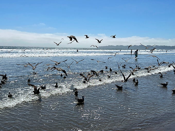 Nature's most enthusiastic performers, these gulls throw an impromptu beach party every day. No invitations required—just bring breadcrumbs and a sense of wonder.