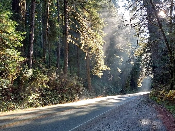 Sunbeams cutting through morning mist on Newton B. Drury Parkway – Mother Nature's own light show that puts Vegas displays to shame.