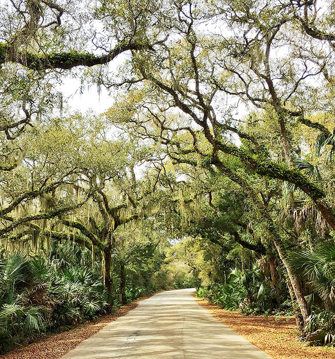 The road less traveled becomes magical under this canopy of ancient oaks draped in Spanish moss – Florida's version of a royal welcome arch.