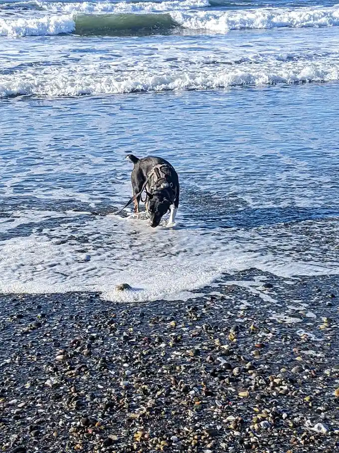 Four-legged beach critics have the toughest standards—this pup's giving the Pacific a solid 13/10 for splashability and stick-fetching potential.