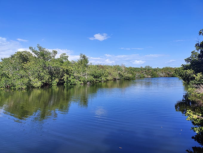 Mother Nature's infinity pool – where mangroves dip their tangled roots into crystal waters that seem to stretch forever into the horizon.