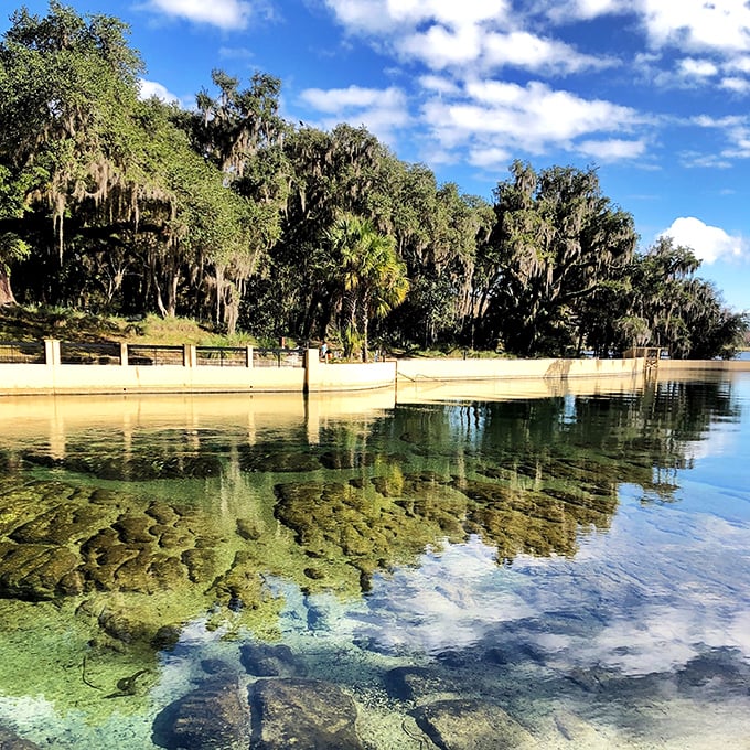 Spanish moss drapes like nature's curtains above waters so clear you can count fish from 20 feet away. Florida's original high-definition viewing experience.