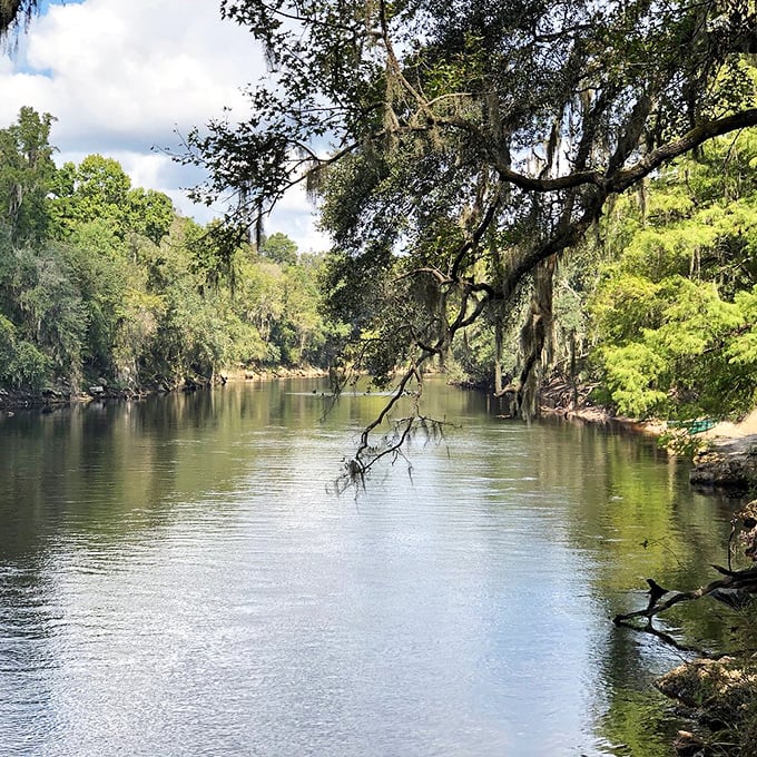 The legendary Suwannee River flows peacefully beneath Spanish moss-draped trees. This isn't just a waterway—it's Florida's liquid soul, offering tranquility you can't bottle but can certainly experience.