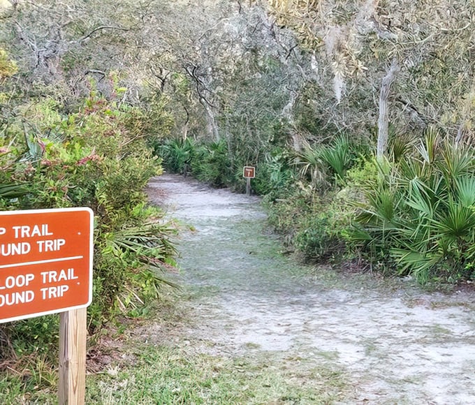 This trail doesn't need Instagram filters. Mother Nature's already applied her best work with a palette of greens and golden sunlight.