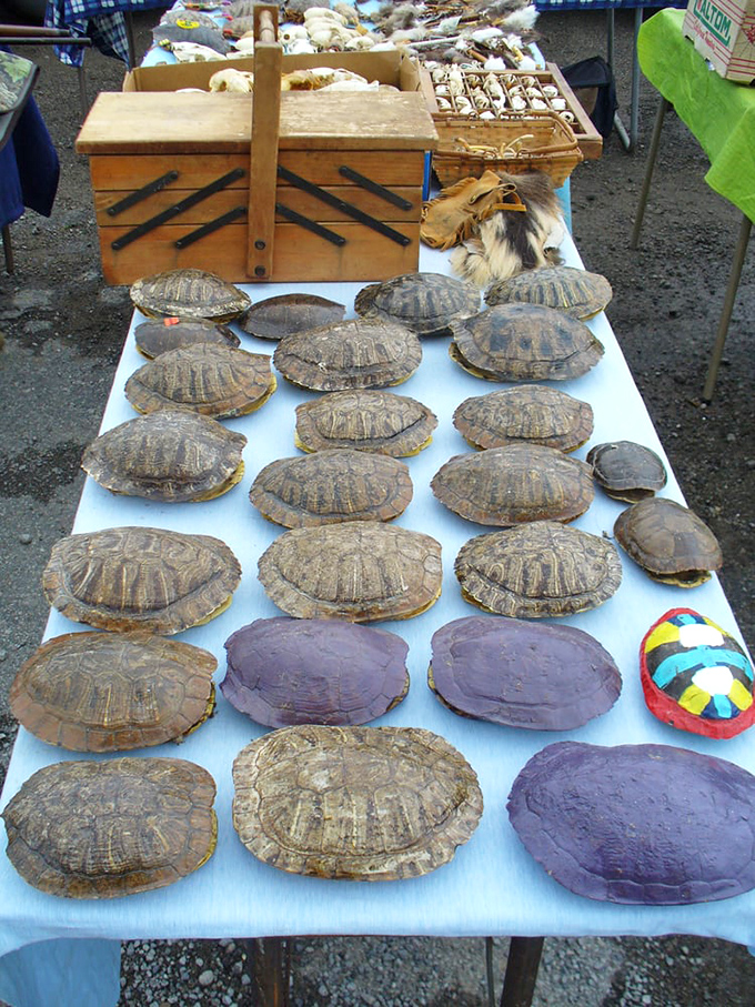 Nature meets commerce in the most unexpected way—turtle shells lined up like prehistoric poker chips, waiting for collectors with specific tastes.