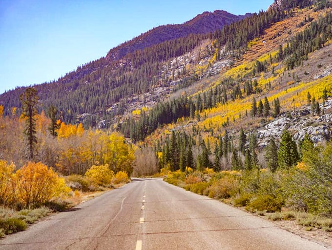 Fall's paintbrush transforms the Eastern Sierra into a kaleidoscope of yellows and oranges – nature's way of showing off before winter arrives.