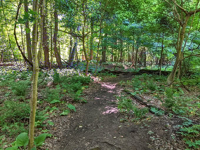 Forest bathing isn't just a trendy wellness term here – it's what happens naturally when sunlight filters through these ancient guardians.