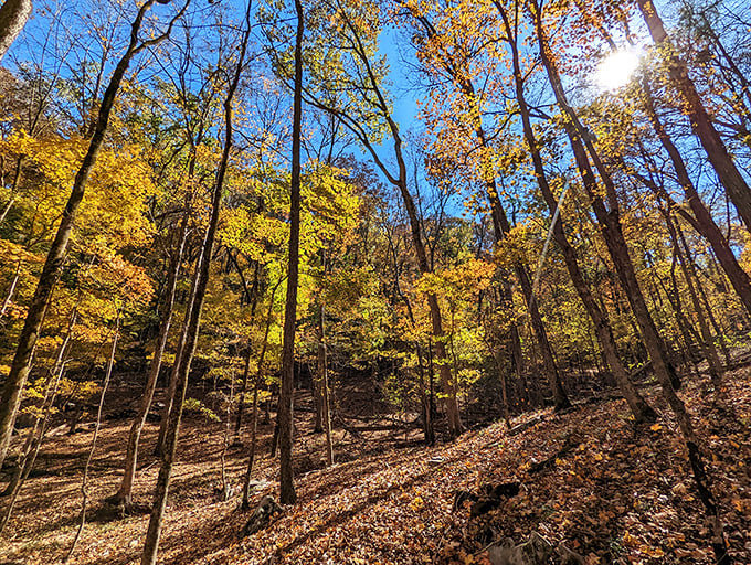 Fall's golden paintbrush transforms these hiking trails into a cathedral of light. Sunbeams playing hide-and-seek between the trees.