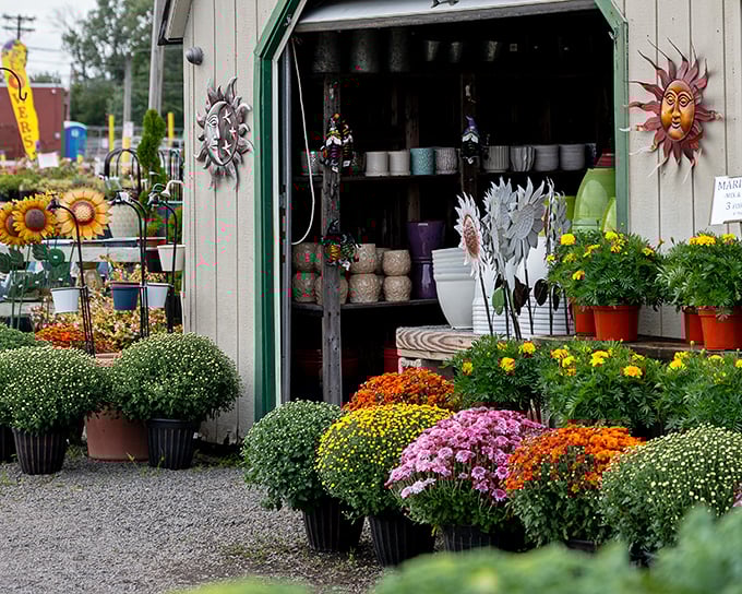 Garden dreams bloom at Columbus Market! These vibrant mums and potted plants transform any backyard into a magazine-worthy oasis.