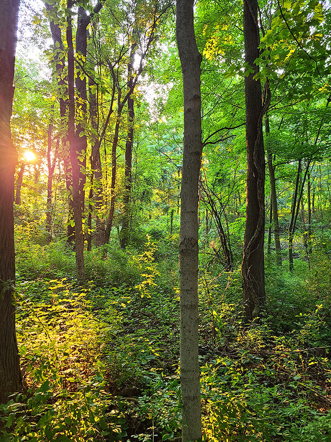 Mother Nature didn't skimp on the greenery here. Ashland's trails offer a therapy session that's cheaper than any psychiatrist's couch.