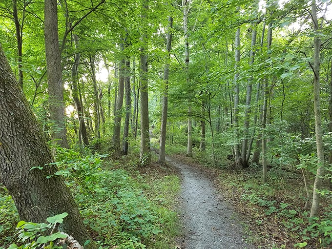 Blackbird State Forest offers nature therapy without the therapist's bill – just you, the trees, and blessed silence.