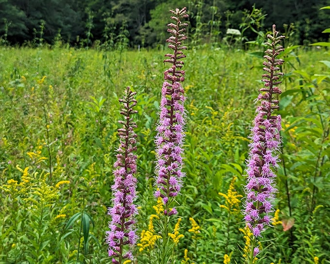 Purple royalty of the prairie: blazing stars stand tall like nature's own exclamation points, surrounded by their golden courtiers in this rare Pennsylvania ecosystem.