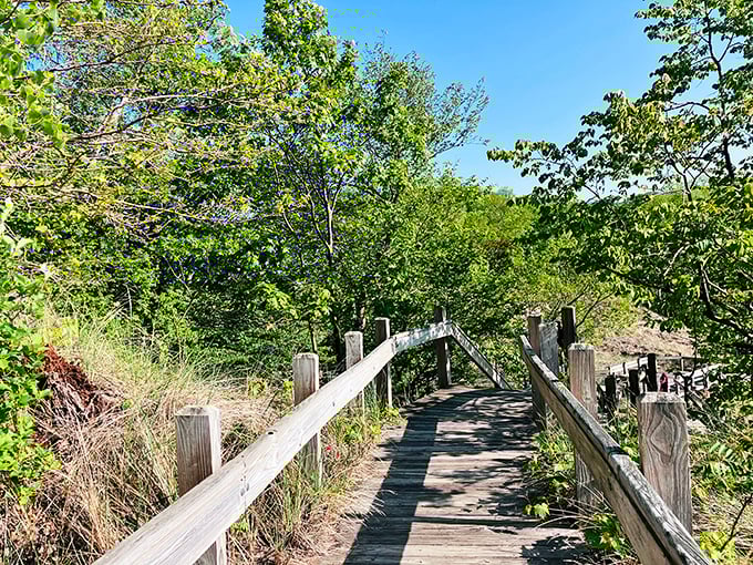 Nature's architects built these wooden boardwalks through lush dunes, offering both accessibility and protection for fragile ecosystems.