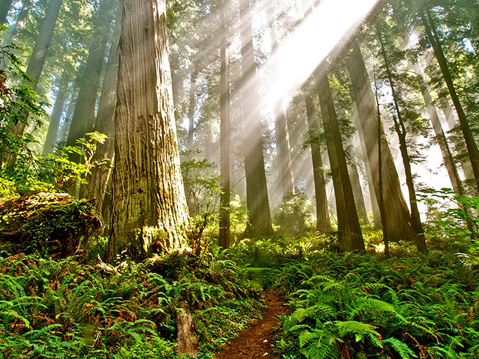 Sunbeams pierce through the canopy like nature's own spotlight show, illuminating every magical forest detail.