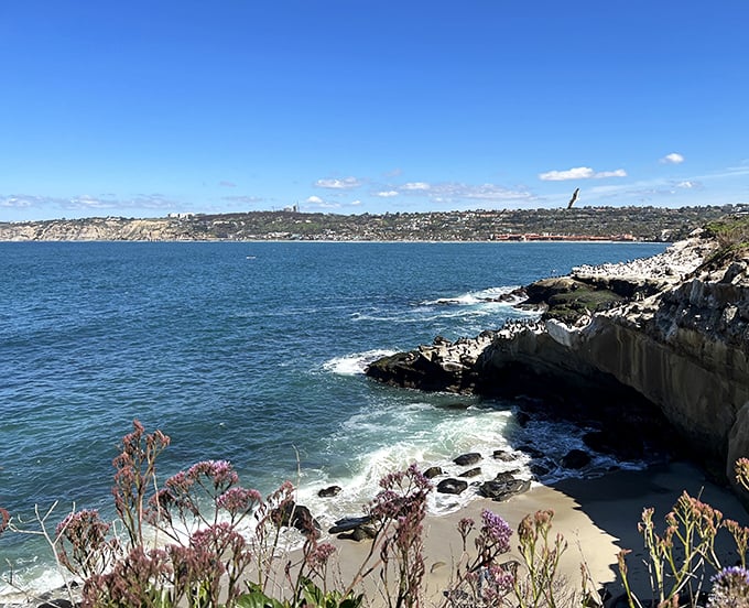Mother Nature's infinity pool – La Jolla Cove's protected waters offer snorkelers a front-row seat to an underwater neighborhood bustling with bright orange Garibaldi.