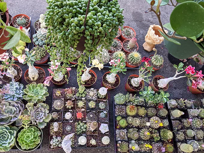 A botanical wonderland where succulents and cacti create a desert garden tableau. Plant parents, prepare your windowsills—temptation grows in tiny pots here.