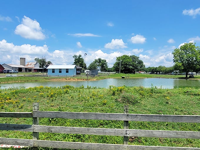 Pastoral perfection with a splash of blue—this serene pond reflects the simple beauty of Amish country living where Instagram filters are completely unnecessary.