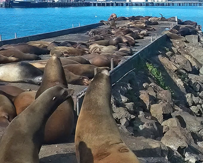 These sea lions have mastered the art of social distancing long before it was trendy – except when it comes to their afternoon nap sessions.