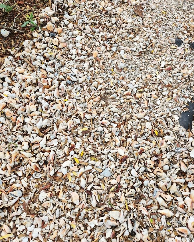 Nature's mosaic: Thousands of tiny shells create a natural carpet that crunches satisfyingly underfoot—like walking on nature's potato chips.