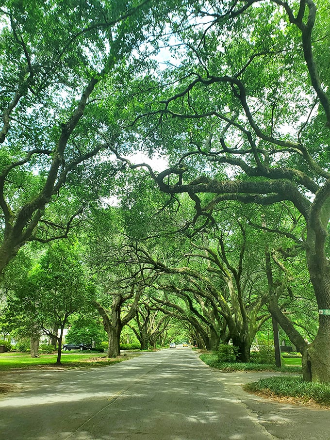Nature's cathedral – South Boundary Avenue's oak canopy creates a living tunnel that makes even the most rushed driver slow down in reverence.