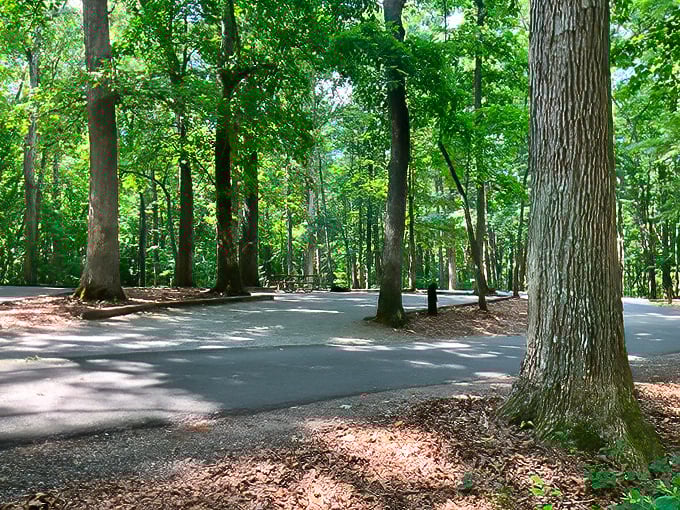 Dappled sunlight plays hide-and-seek between towering trees, creating nature's own air conditioning on even the hottest Virginia days.