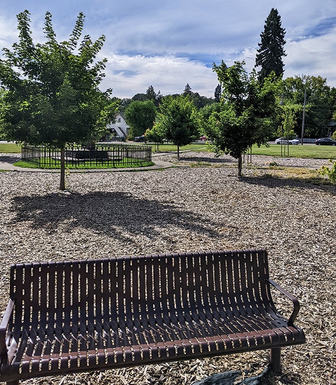 This peaceful park bench invites contemplation among young trees—nature's retirement plan in action, growing steadily with minimal fuss.