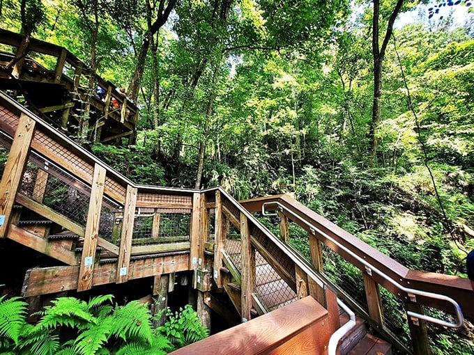 These wooden pathways zigzag through prehistoric time. Each step down is a step back millions of years, no DeLorean required.