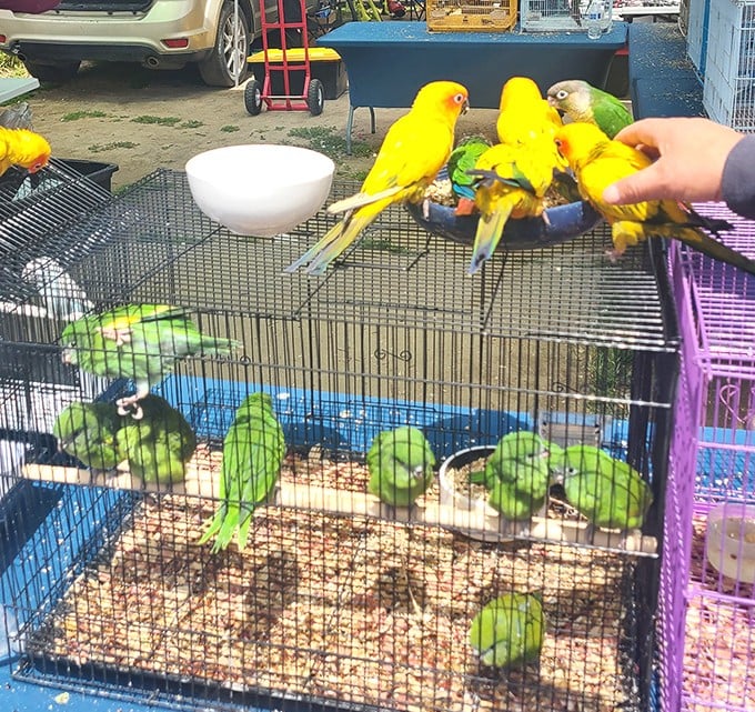 Feathered friends in vibrant yellows and greens create nature's symphony. These colorful companions might just convince you to become a bird person.