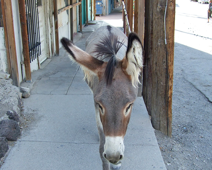 This local resident doesn't work for tips but might accept a carrot. The descendants of mining burros now serve as the town's most authentic tour guides.