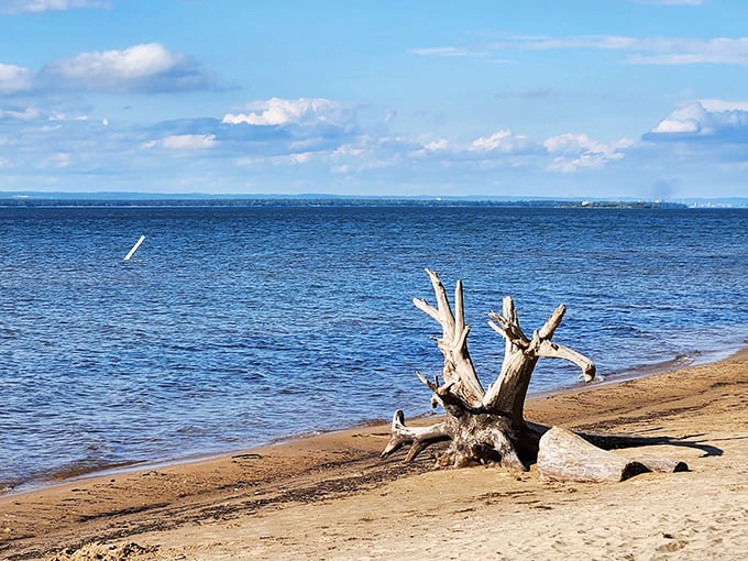 Nature's own sculpture garden – this weathered driftwood sentinel has witnessed countless Superior sunsets while keeping watch over Brimley's shores.