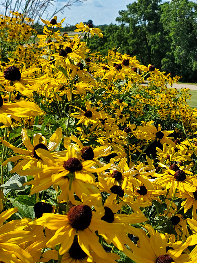Nature's own fireworks display! These black-eyed Susans don't need a special occasion to put on a show that outshines any man-made spectacle.