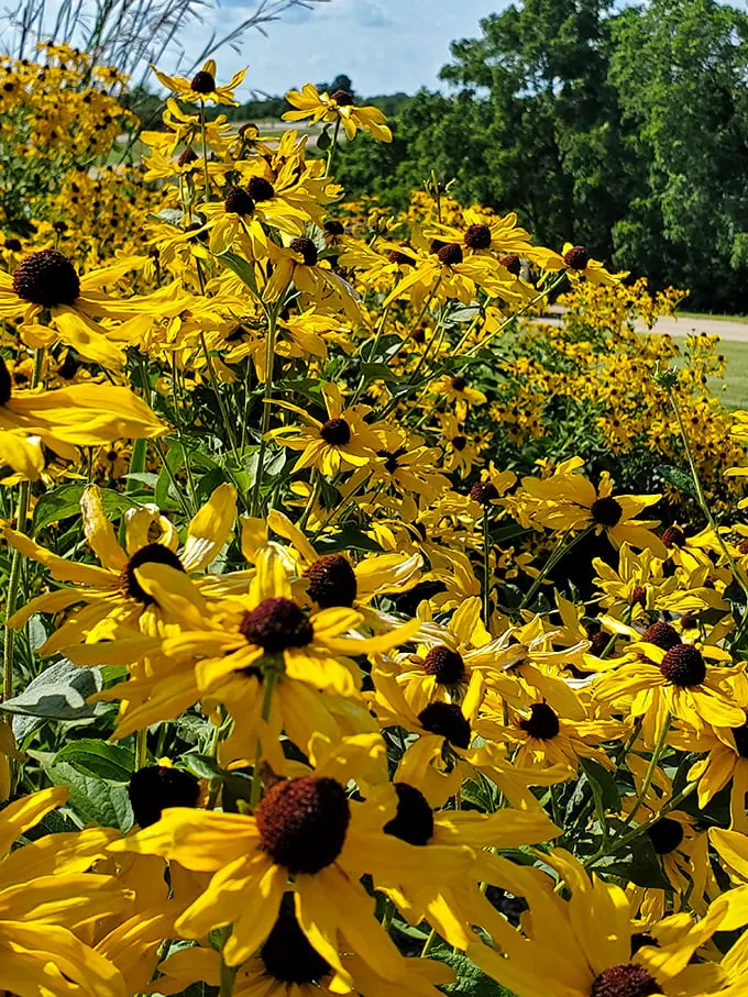 Nature's own fireworks display! These black-eyed Susans don't need a special occasion to put on a show that outshines any man-made spectacle.