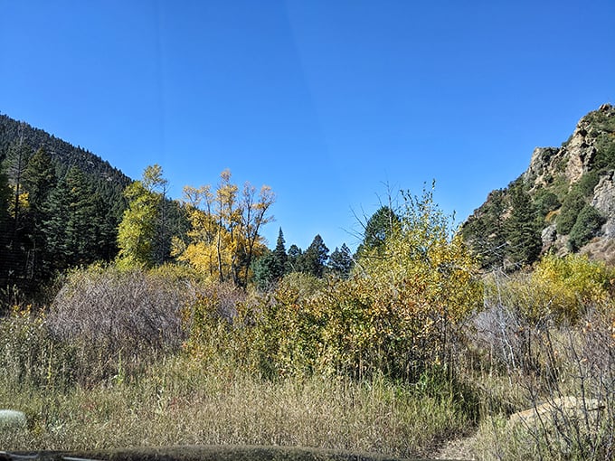 Fall's golden touch transforms Cimarron Canyon into nature's art gallery. These aspens don't need Instagram filters – they're showing off their natural bling.