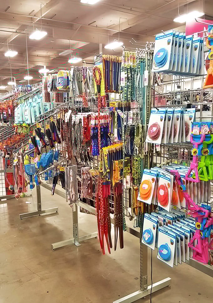 From designer collars to practical leashes, the pet section proves even Fido deserves a second-hand steal. Your wallet and your woof will thank you.